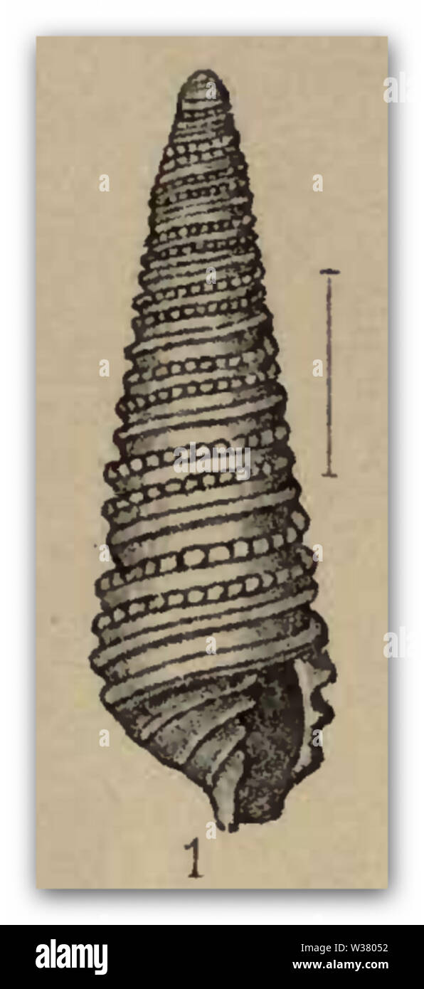 Niveus hi-res stock photography and images - Alamy