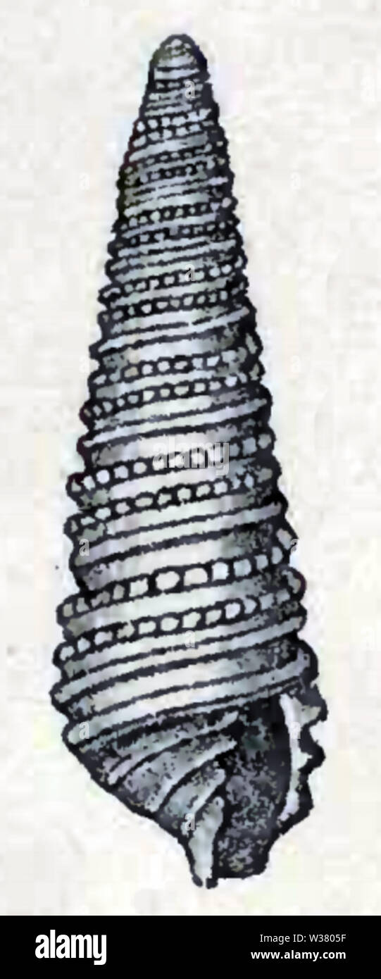 Niveus hi-res stock photography and images - Alamy