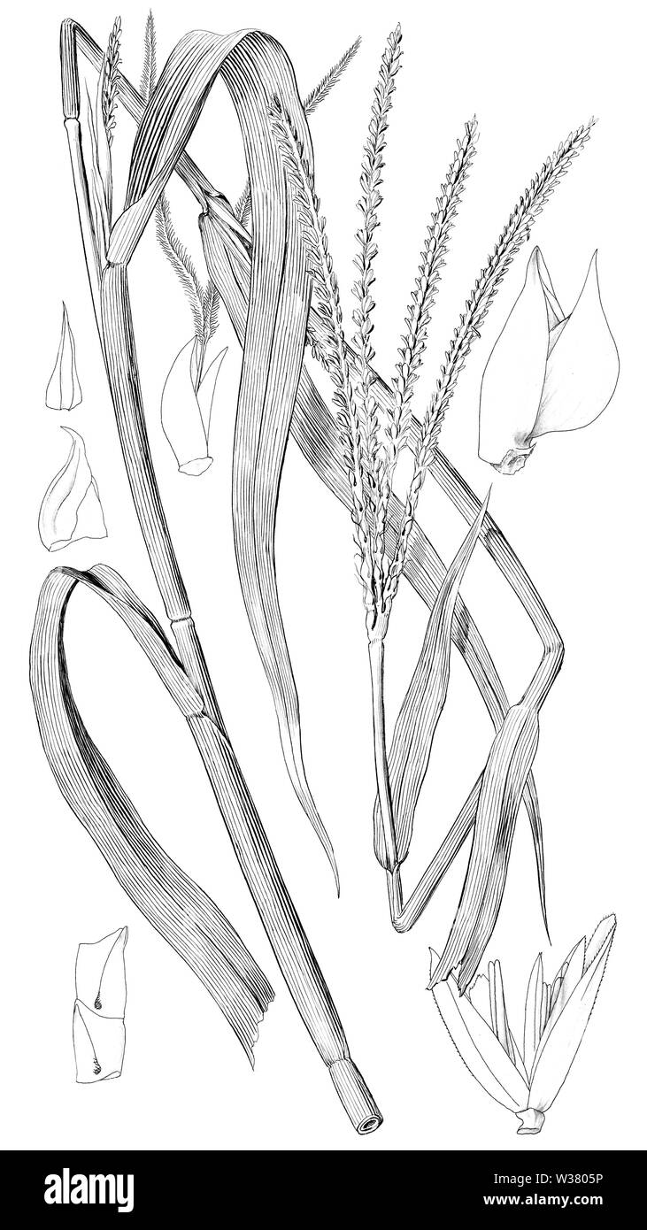 Tripsacum Dactyloides High Resolution Stock Photography and Images - Alamy