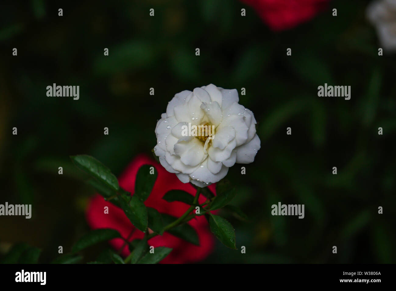 White Rose Dark background night mood with raindrop Stock Photo - Alamy