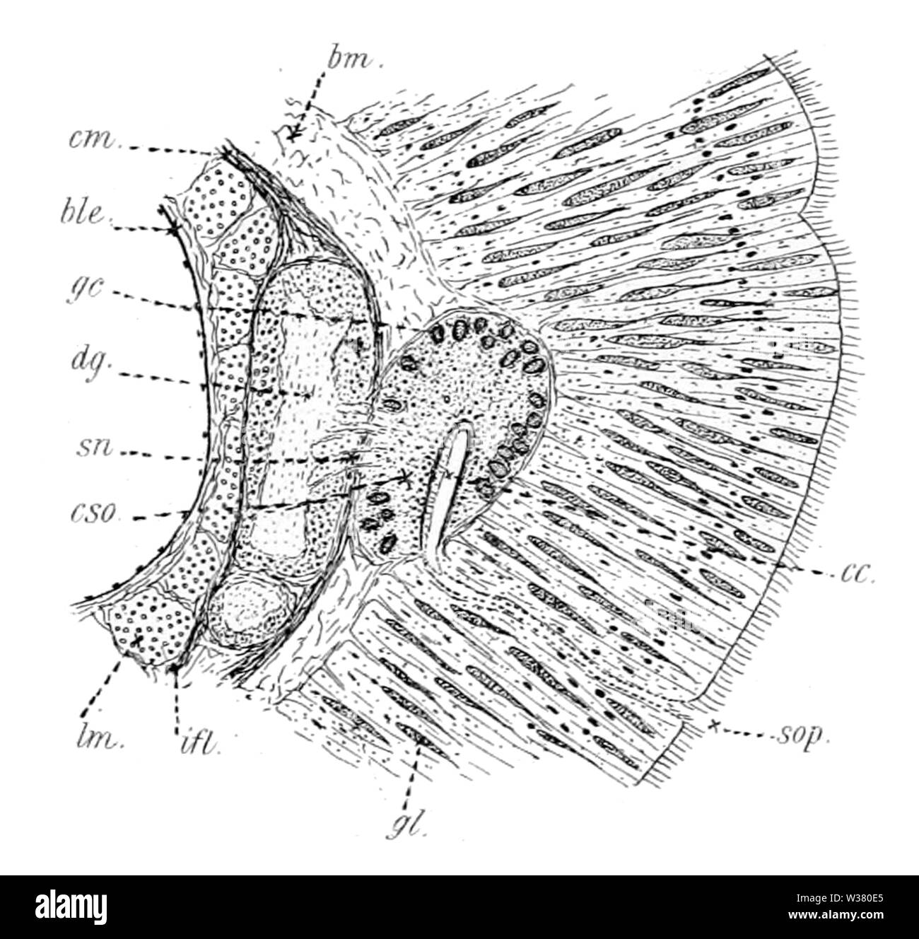 Brain transverse section Cut Out Stock Images & Pictures - Alamy