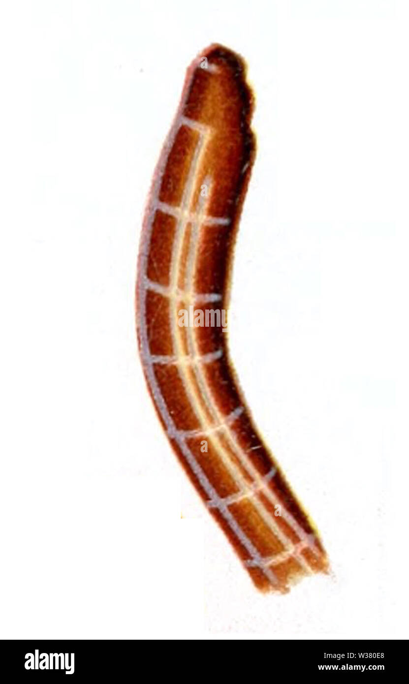 Anterior part hi-res stock photography and images - Alamy