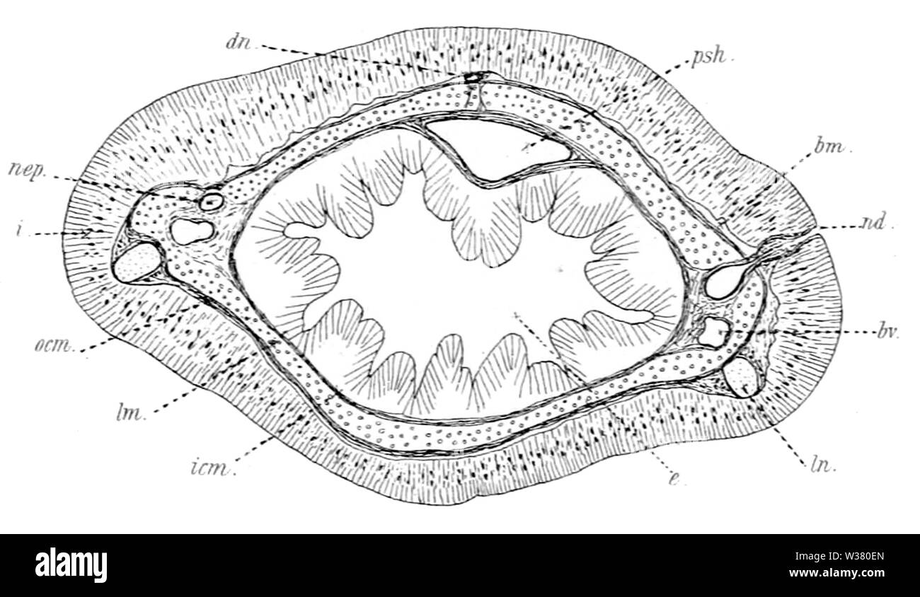 Tubulanus polymorphus, transverse section through nephridial region ...