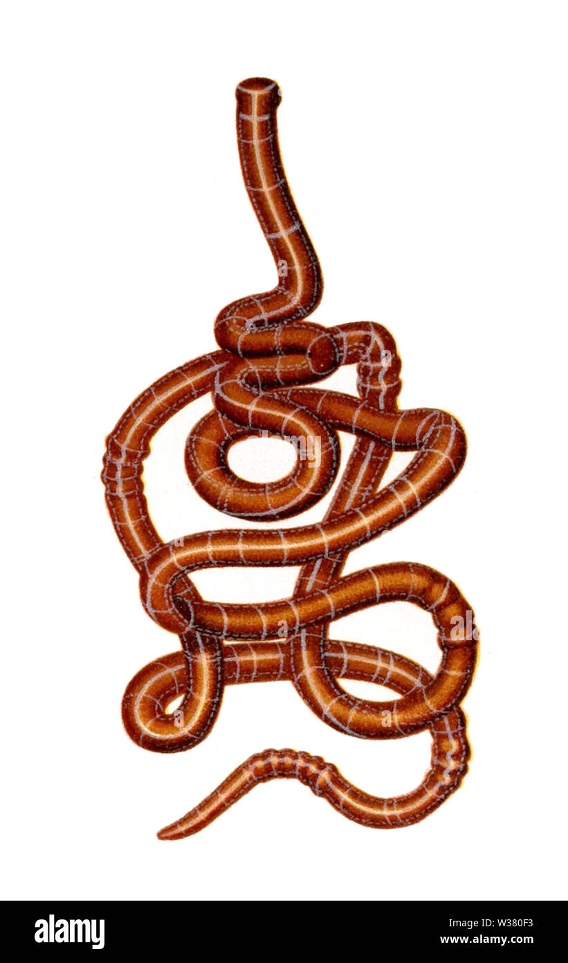 Tubulanus hi-res stock photography and images - Alamy