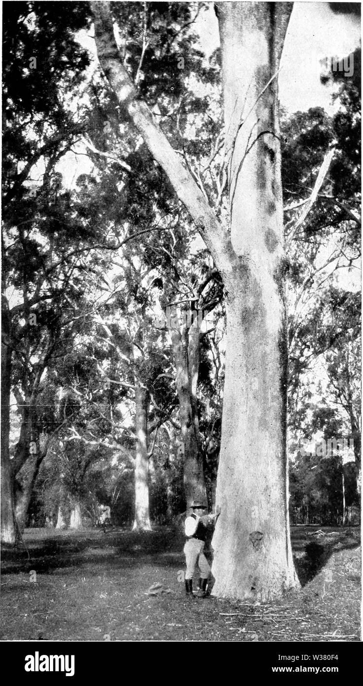 Tuart hi-res stock photography and images - Alamy