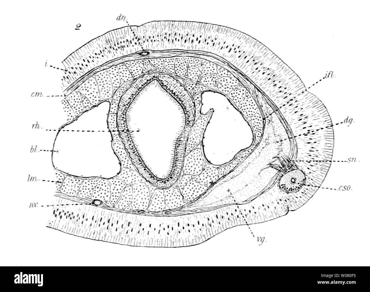 Brain transverse section High Resolution Stock Photography and Images ...
