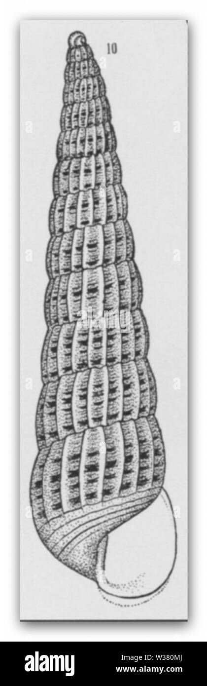 Conradi High Resolution Stock Photography and Images - Alamy