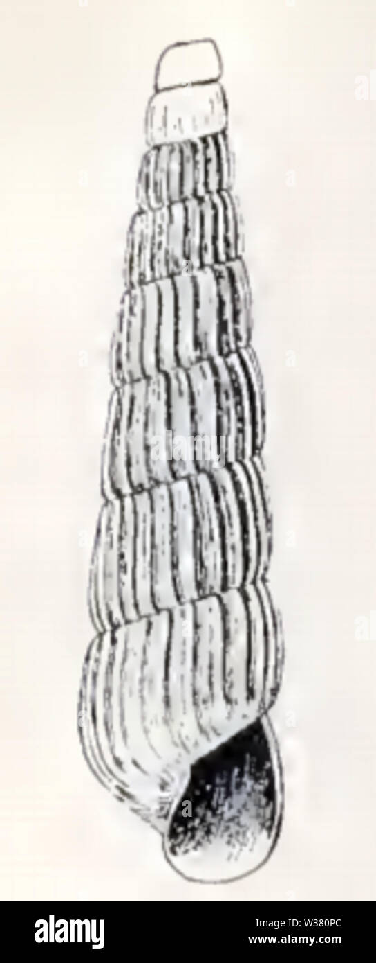 Turbonilla ima 001 Stock Photo - Alamy