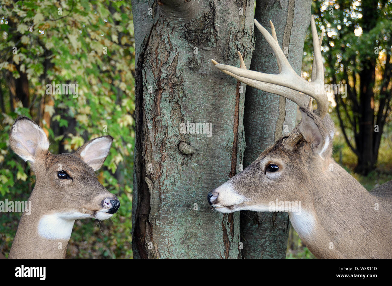 Doe buck hi-res stock photography and images - Alamy