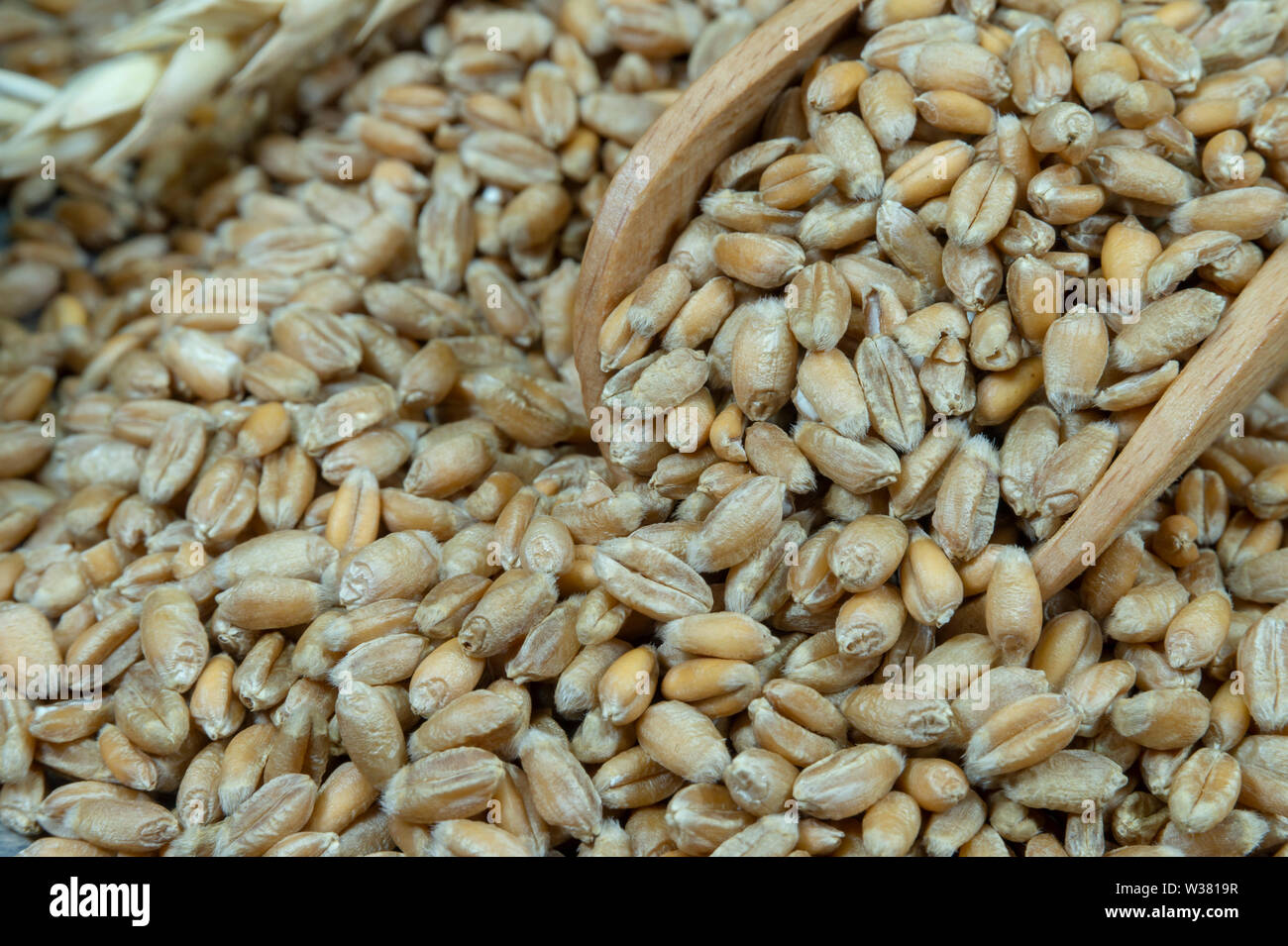 Wheat seeds spilling from a wooden scoop with ripe and fresh ears of ...