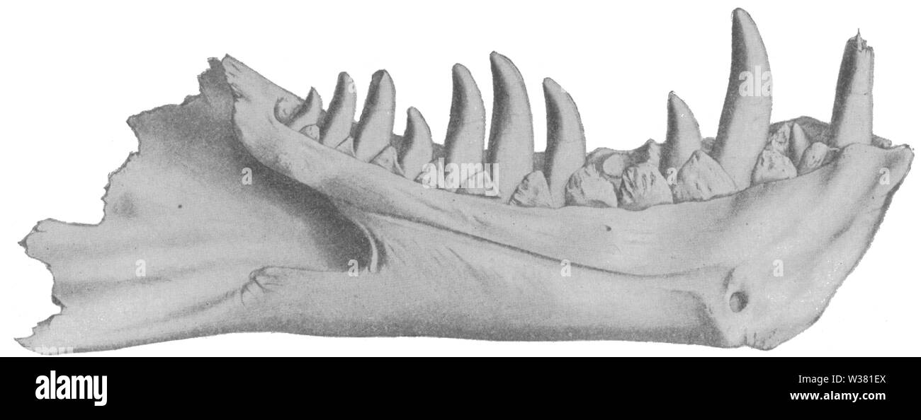 Type Specimen of Dynamosaurus Stock Photo - Alamy