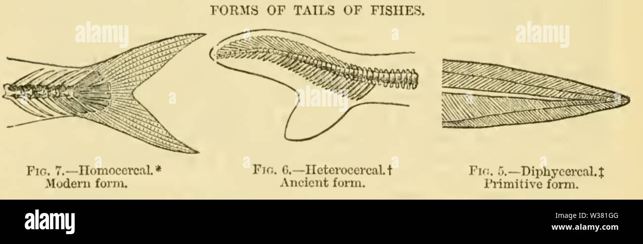 Types of tail fins Stock Photo - Alamy