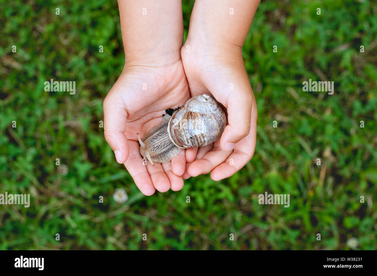 Small childrens hands with big cute snail Stock Photo - Alamy