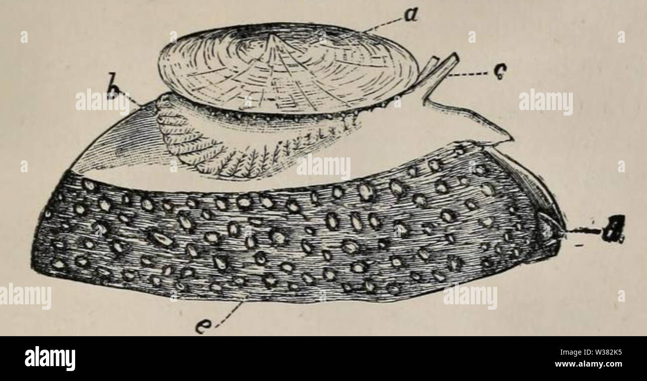 Umbraculum umbraculum hi-res stock photography and images - Alamy