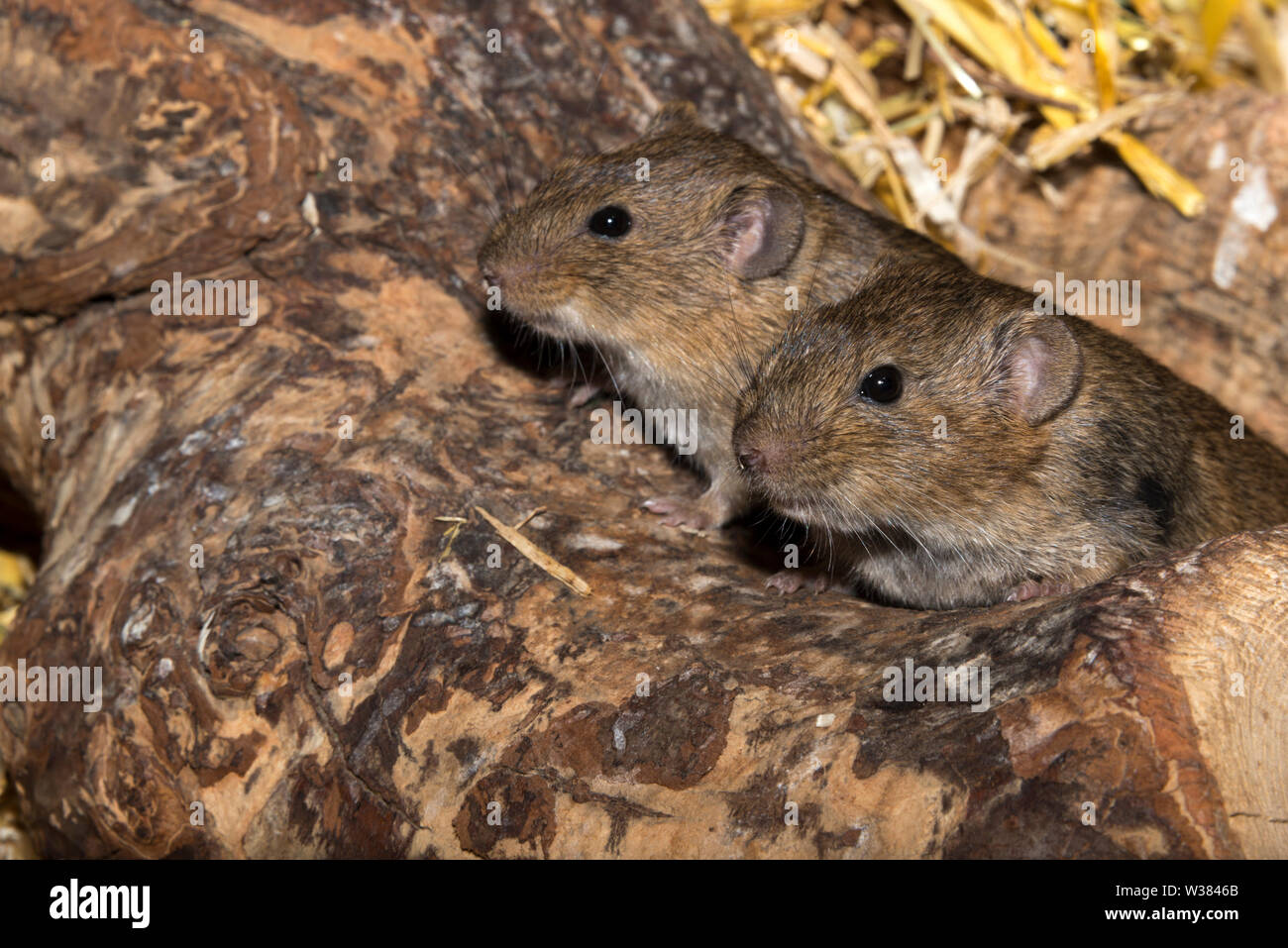 Microtus guentheri hi-res stock photography and images - Alamy