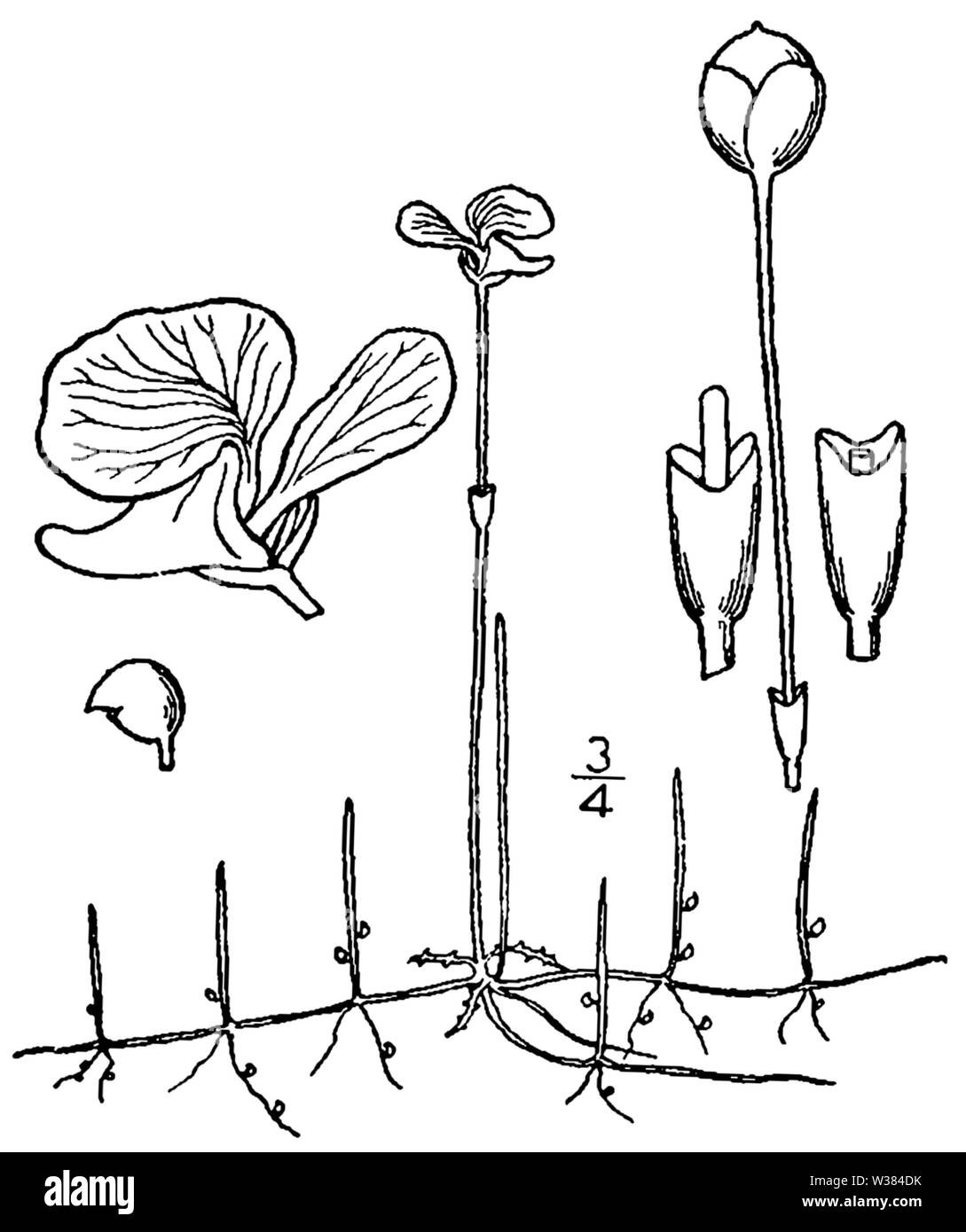 Utricularia resupinata BB-1913 Stock Photo - Alamy