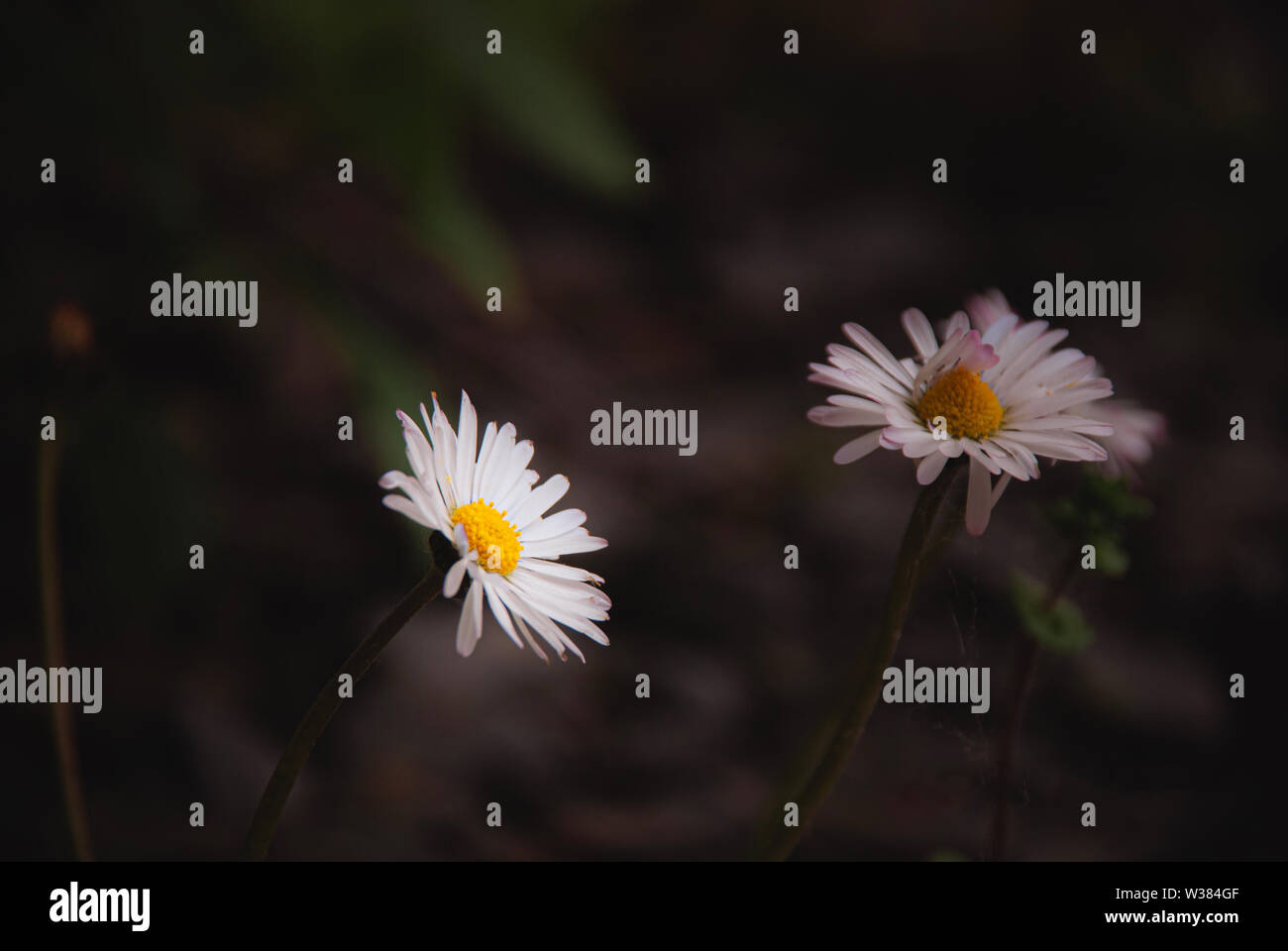 Daisy image picture hi-res stock photography and images - Alamy