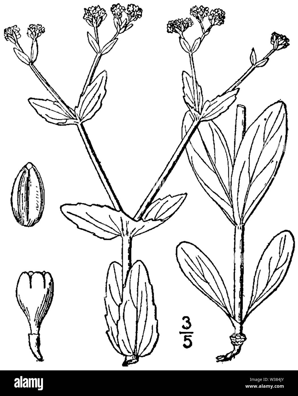 Radiata Black and White Stock Photos & Images - Alamy