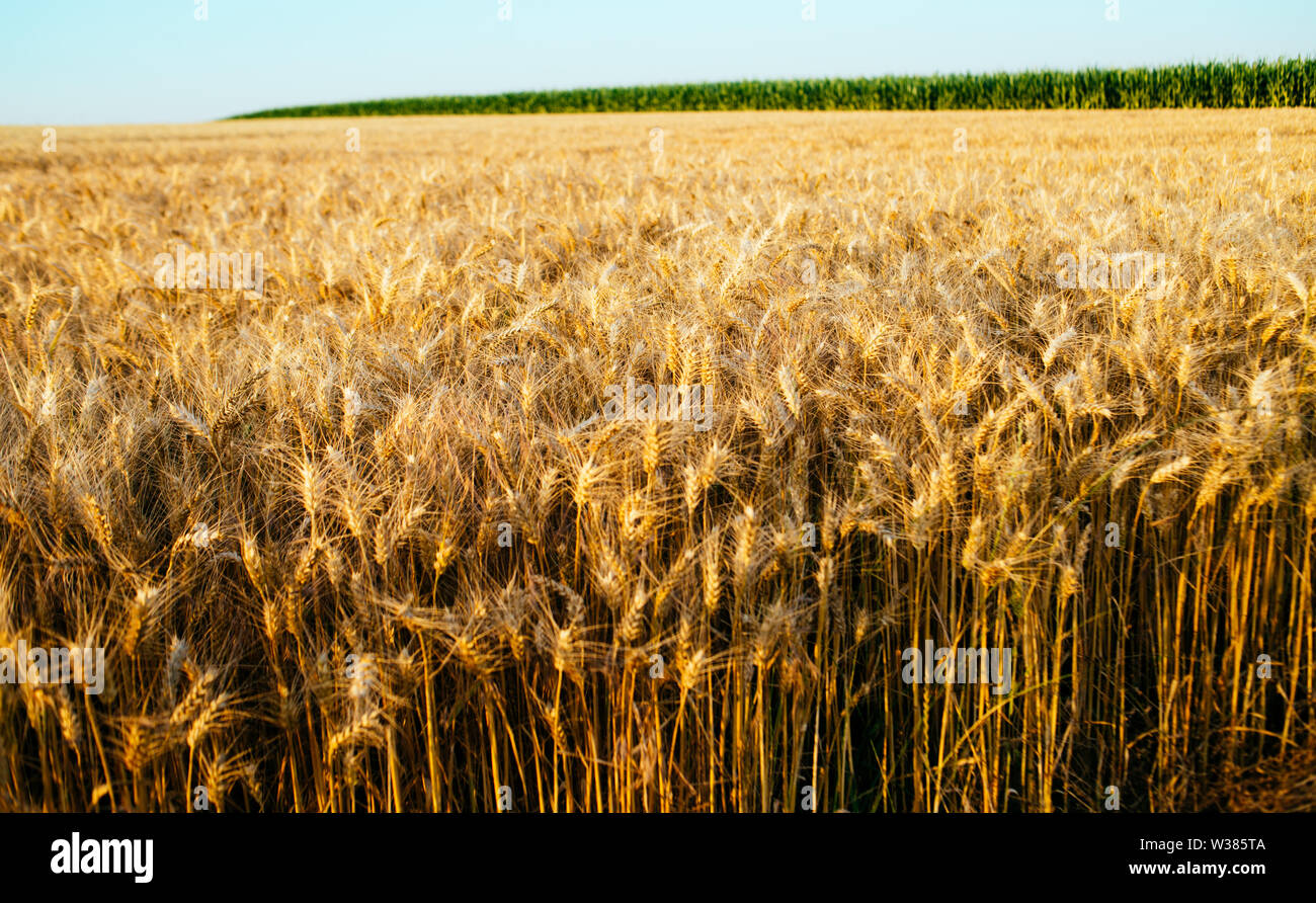 Wheat field crops Stock Photo - Alamy