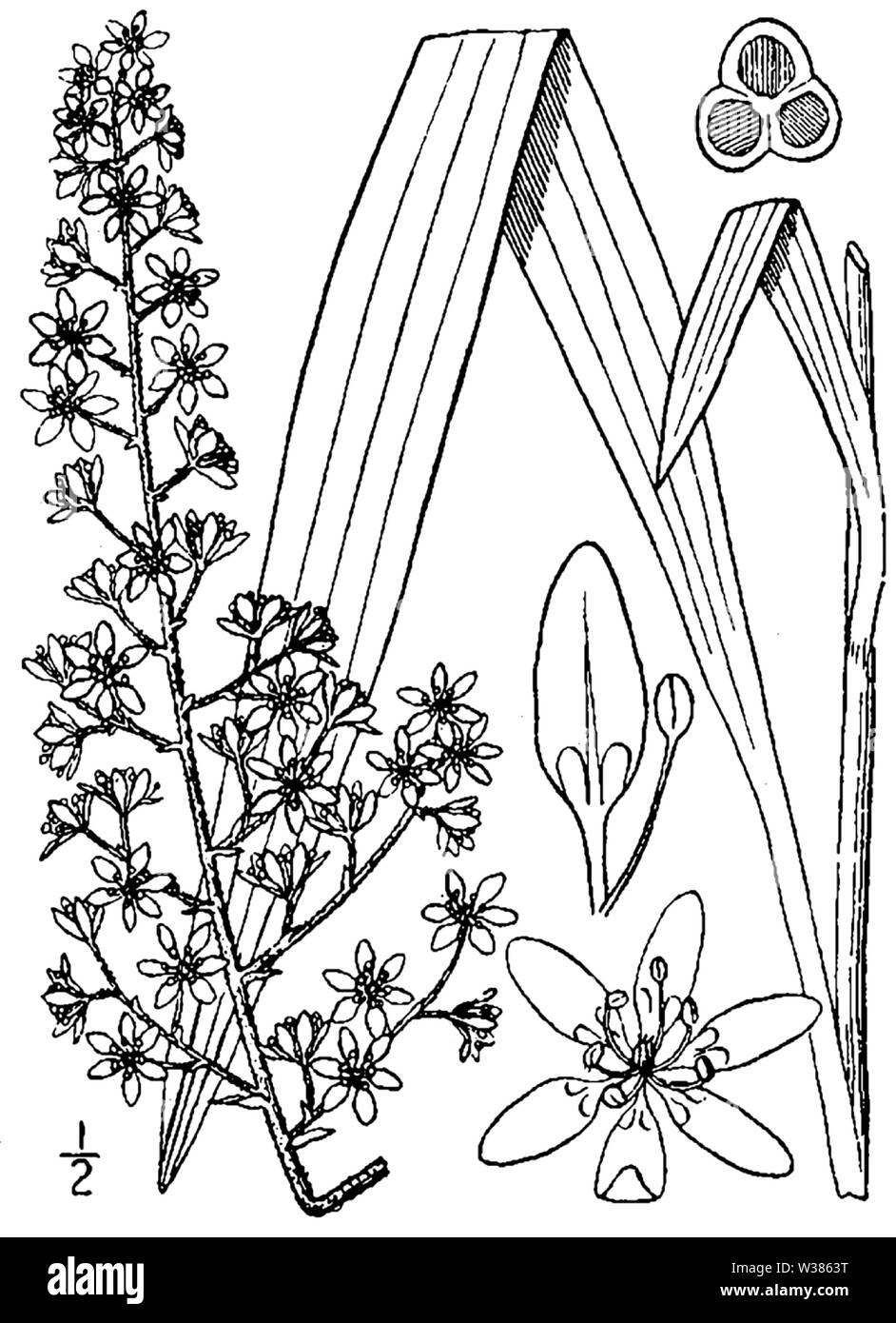 Virginicum Cut Out Stock Images & Pictures - Alamy