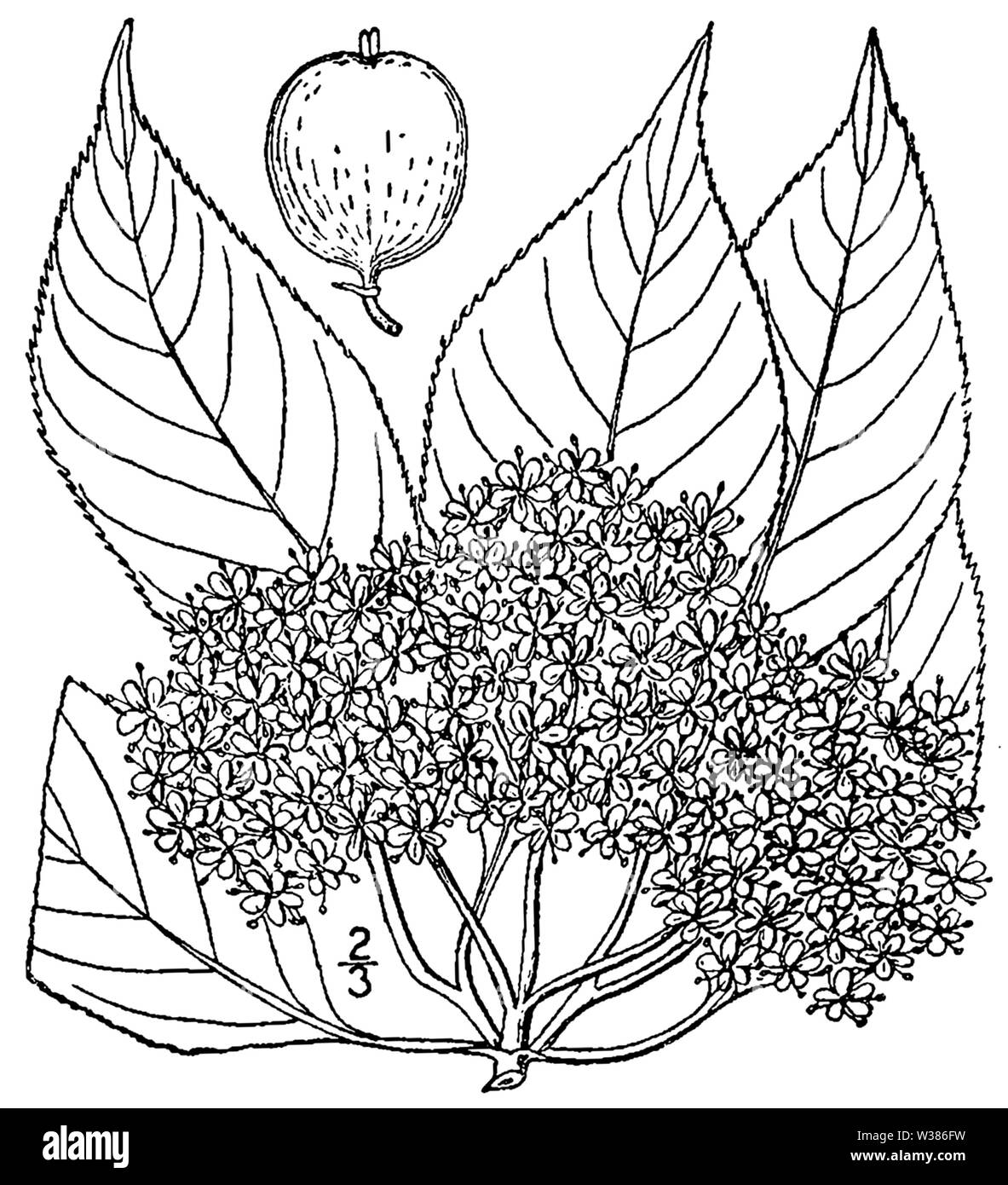 Garden viburnum Black and White Stock Photos & Images - Alamy