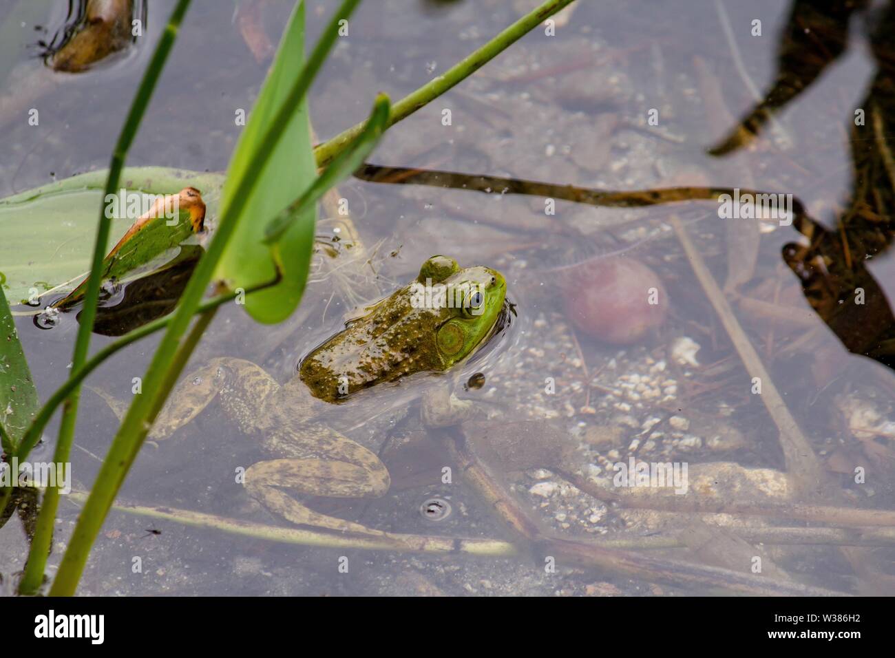 Closeup of a little frog swimming in the water Stock Photo - Alamy