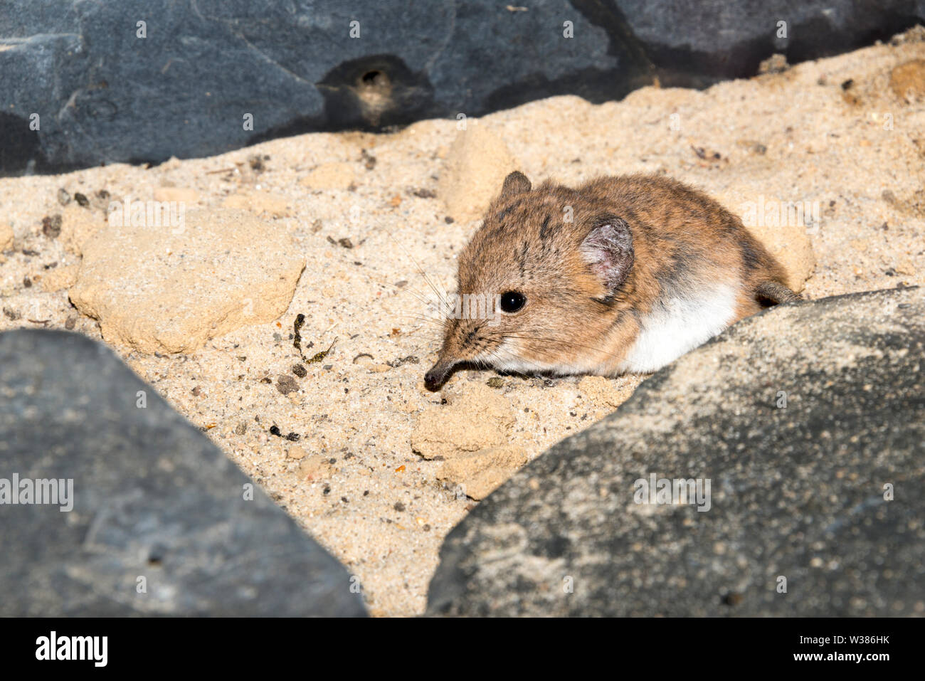 Round-Eared Elephant Shrew (Macroscelides proboscideus Stock Photo - Alamy