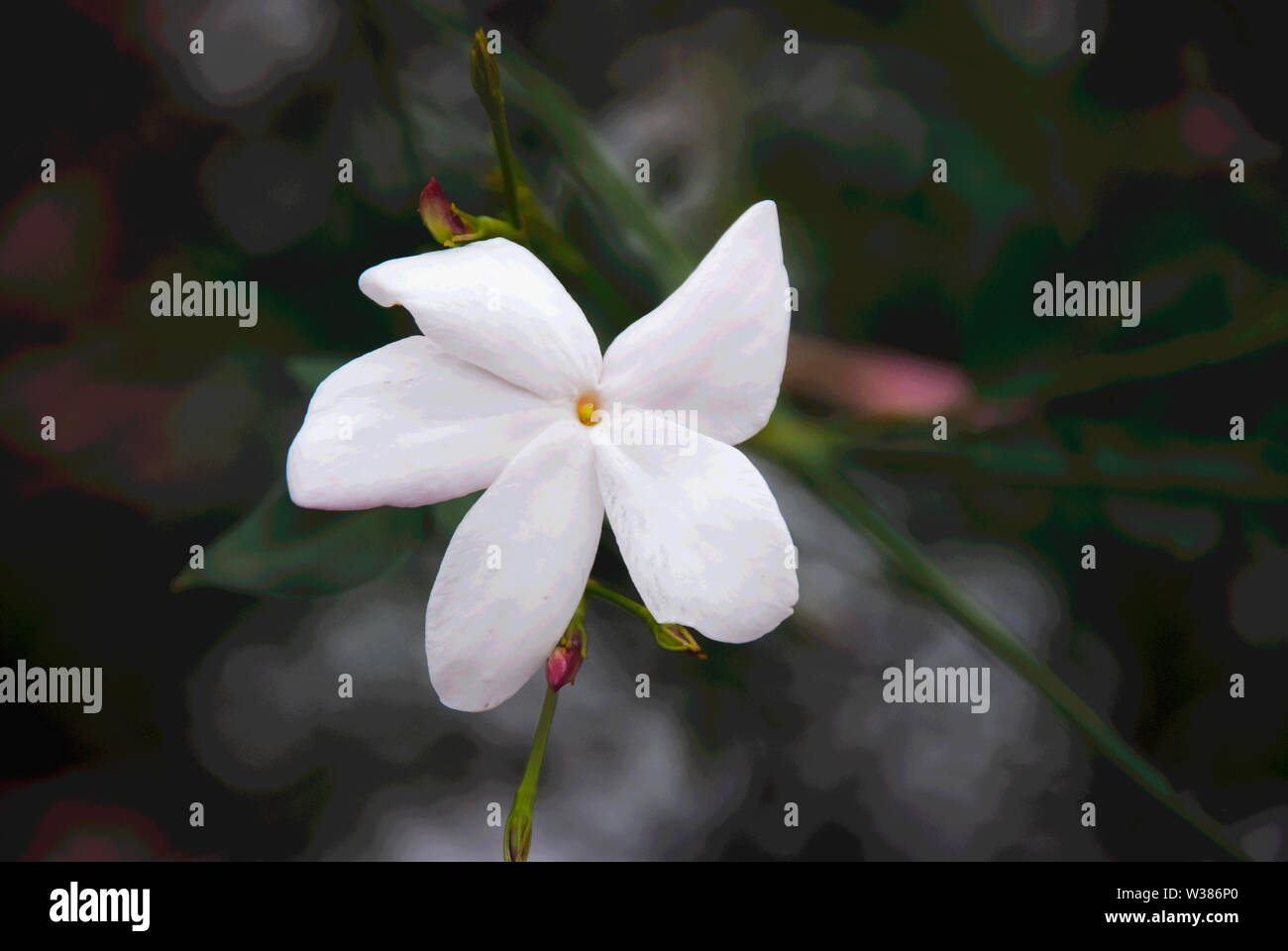 White like snow Stock Photo - Alamy