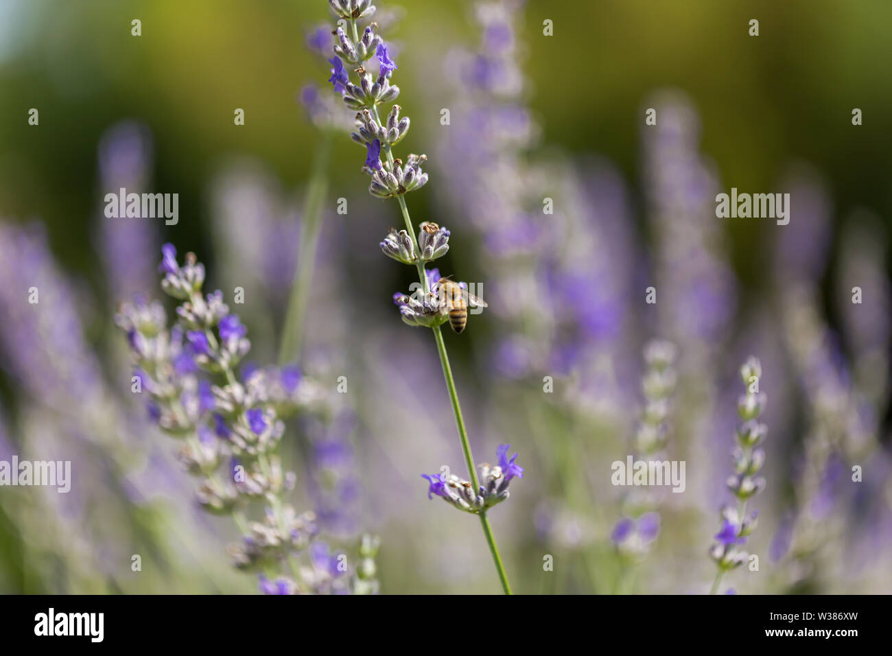 Tuoutside hi-res stock photography and images - Alamy