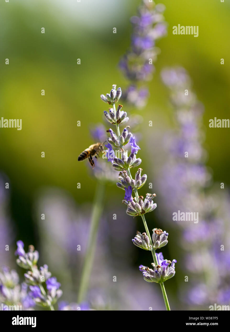 lavender flower and bee, beautiful smelling flowers and natural honey ...