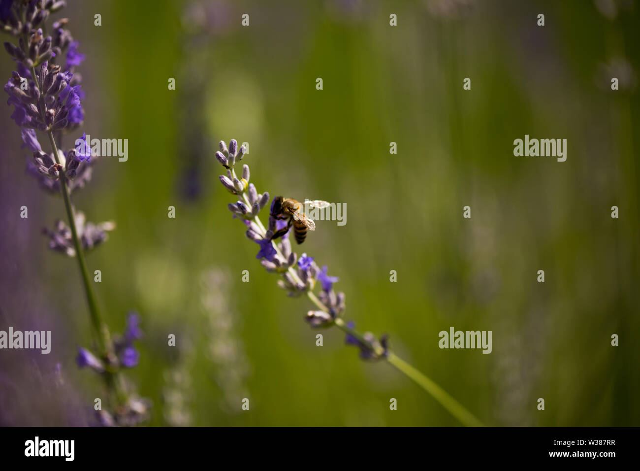 lavender flower and bee, beautiful smelling flowers and natural honey ...