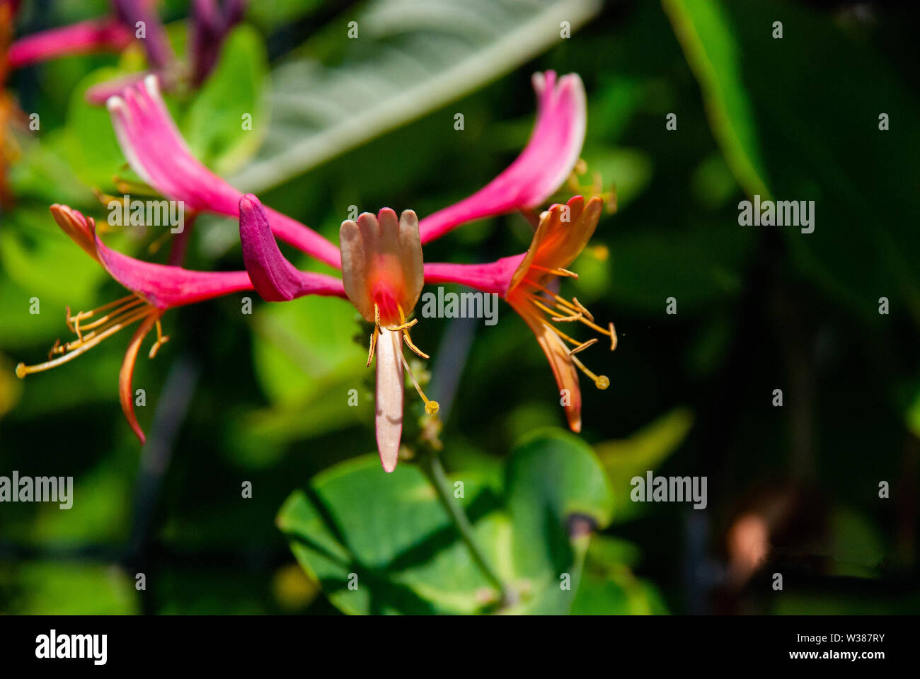 Funny flower hi-res stock photography and images - Alamy