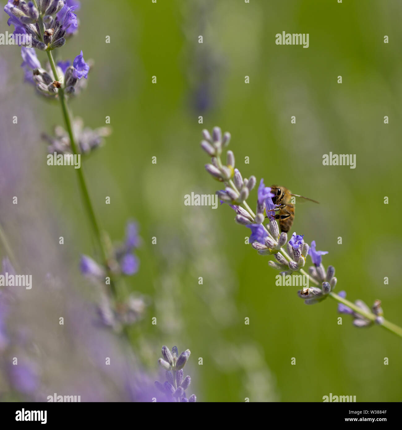 lavender flower and bee, beautiful smelling flowers and natural honey ...