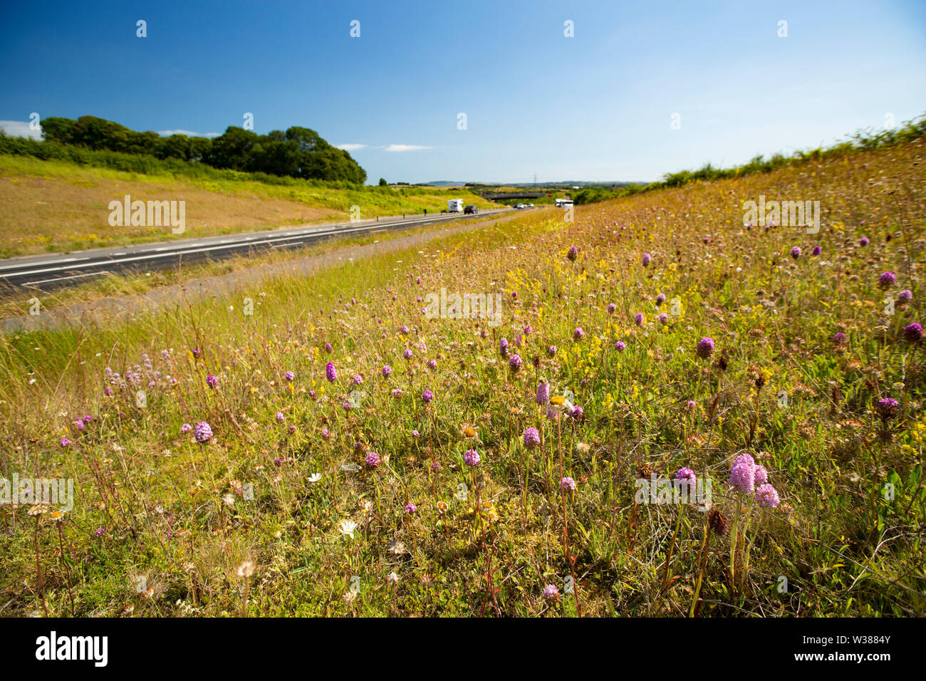 Wildflowers by the road hi-res stock photography and images - Alamy