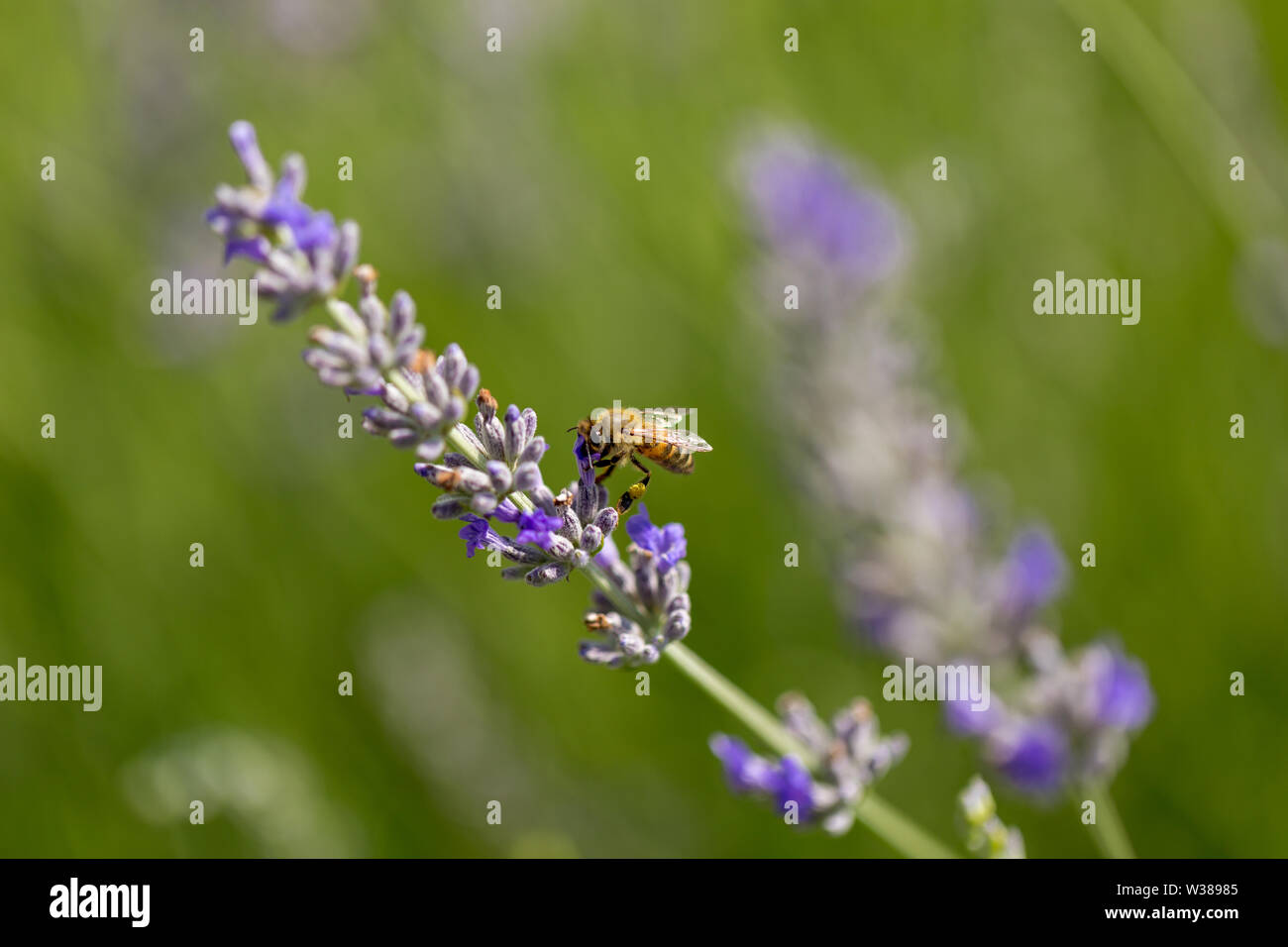 lavender flower and bee, beautiful smelling flowers and natural honey ...