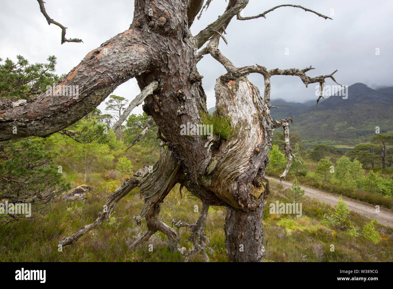 Glen Affric and Scots Pines in the relics of old Caledonian Pine Forest ...