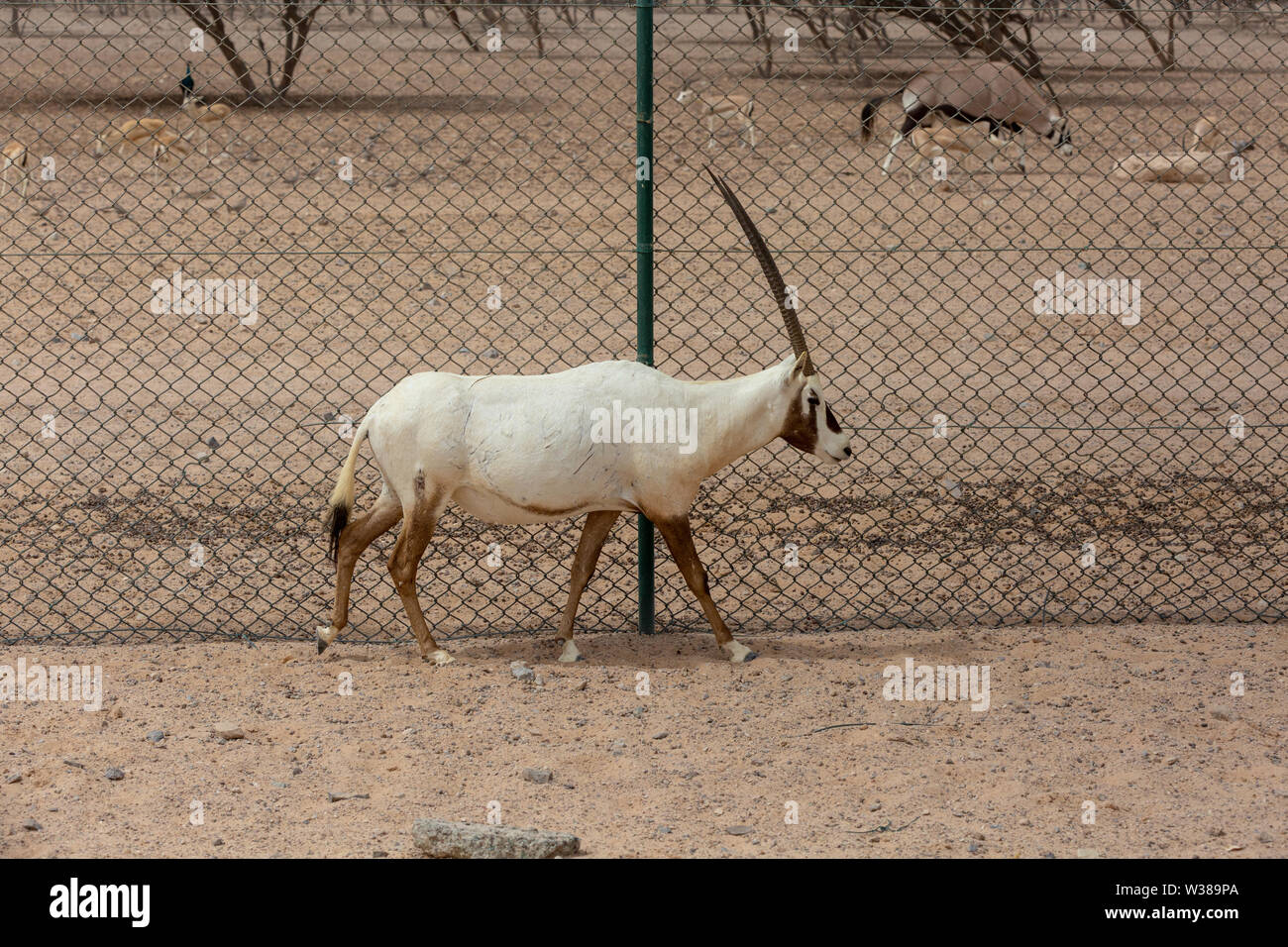 Arabian oryx eating hi-res stock photography and images - Alamy