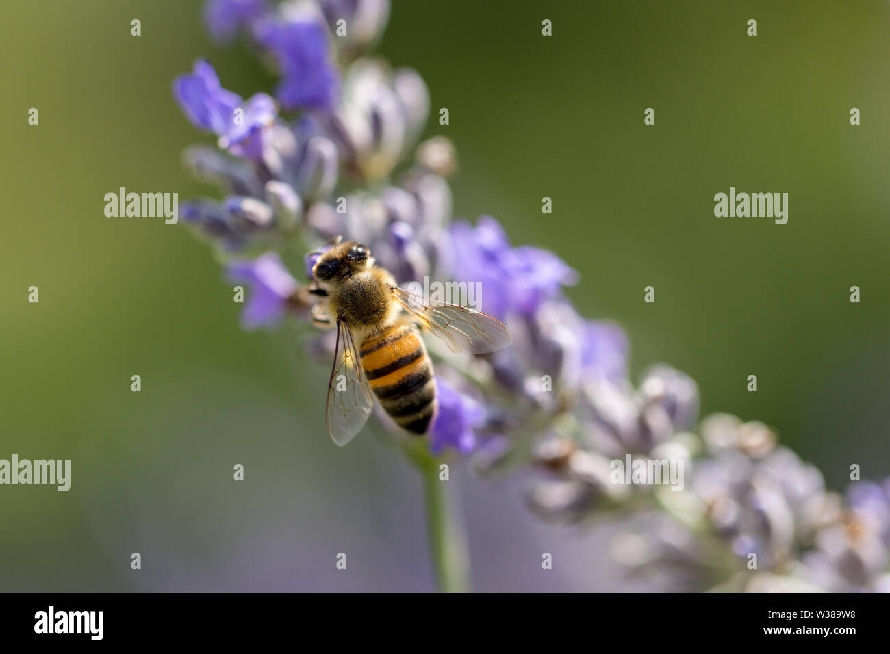 lavender flower and bee, beautiful smelling flowers and natural honey ...