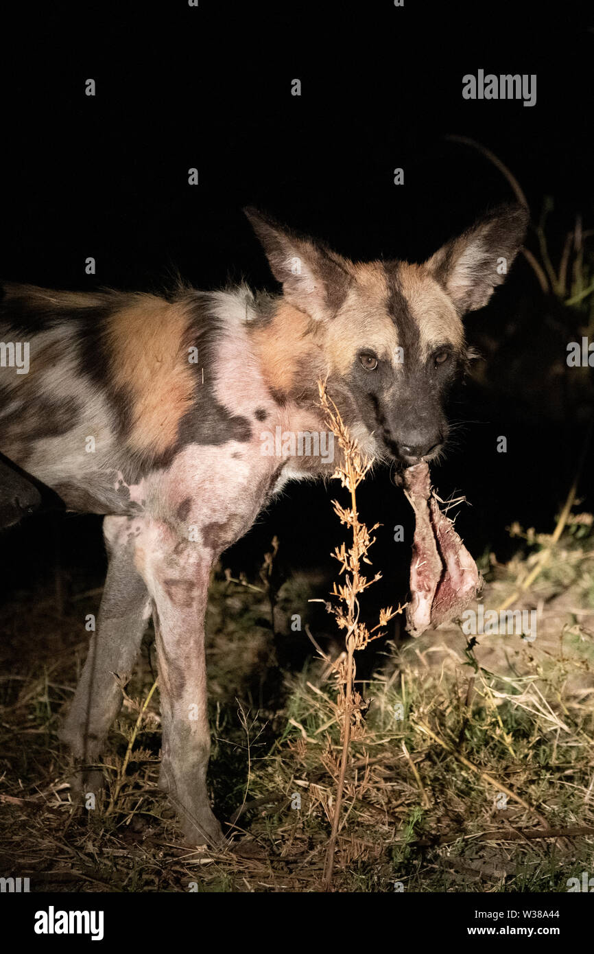 Africa, Zambia, South Luangwa National Park. African Painted Wolves ...