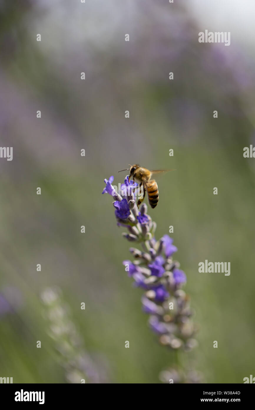 lavender flower and bee, beautiful smelling flowers and natural honey ...
