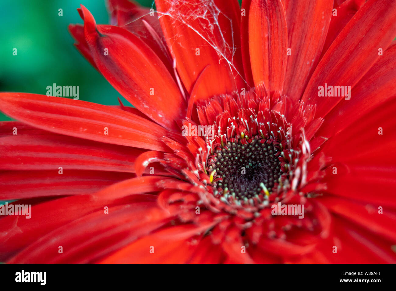 Spider gerbera daisy hi-res stock photography and images - Alamy