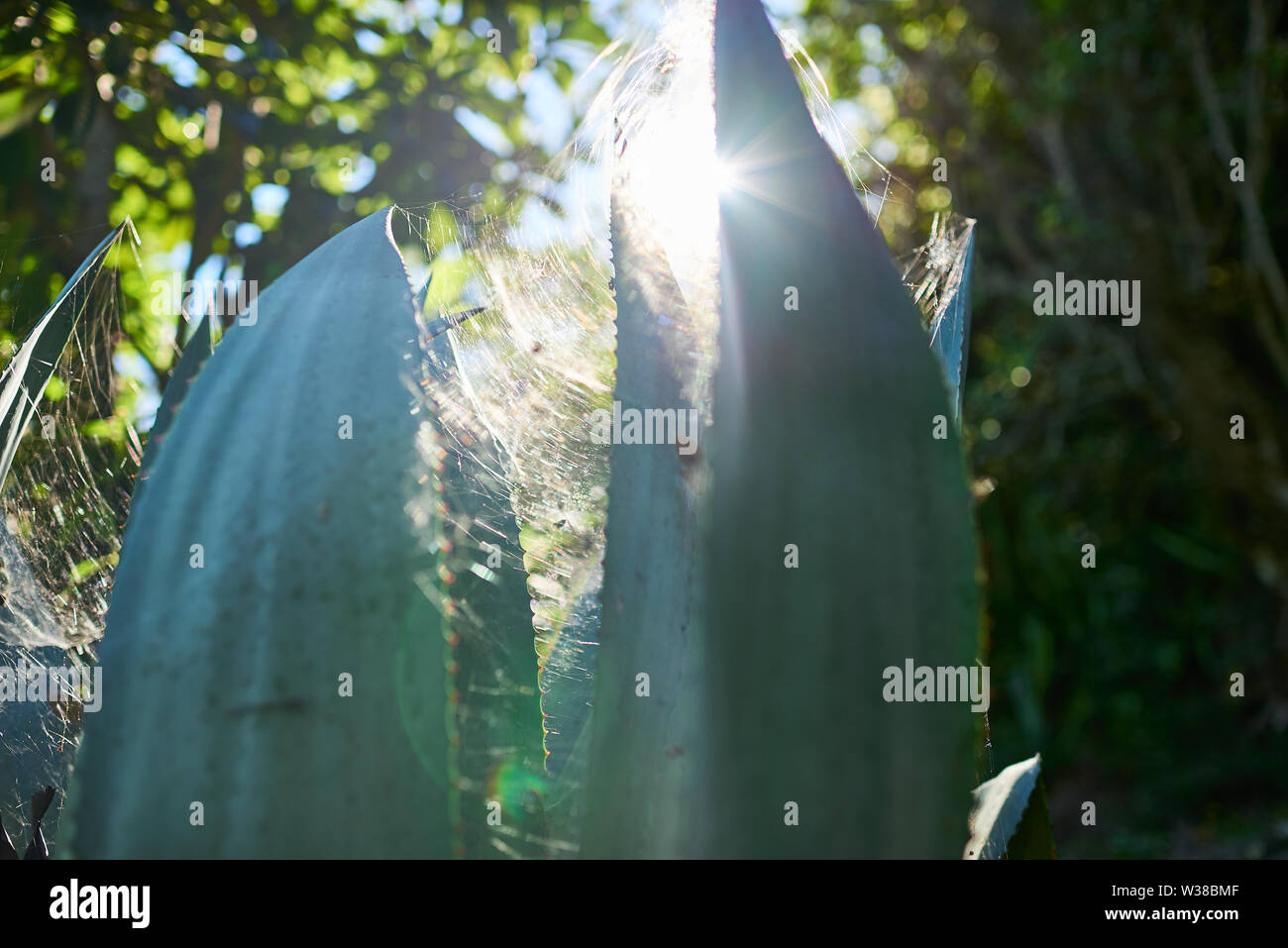 Aloe Vera with spider web Stock Photo - Alamy