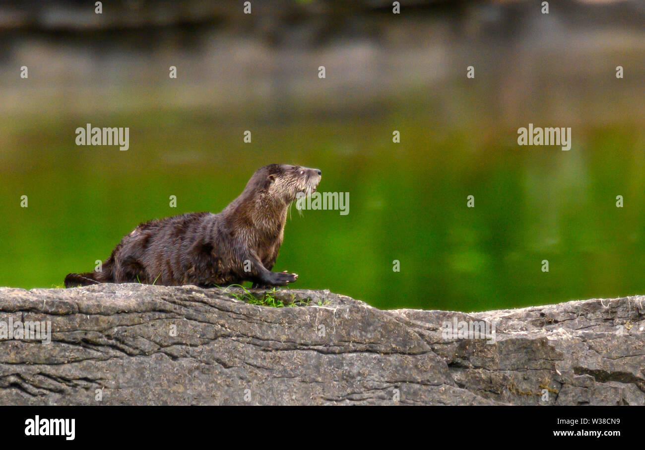 Elkton, OREGON, USA. 13th July, 2019. A wild North American river otter ...