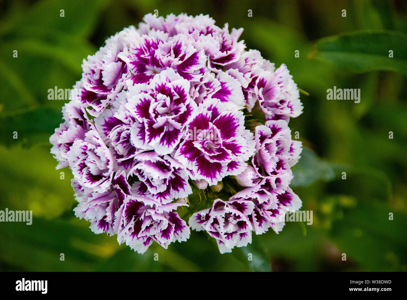 Photography focus contrast hi-res stock photography and images - Alamy