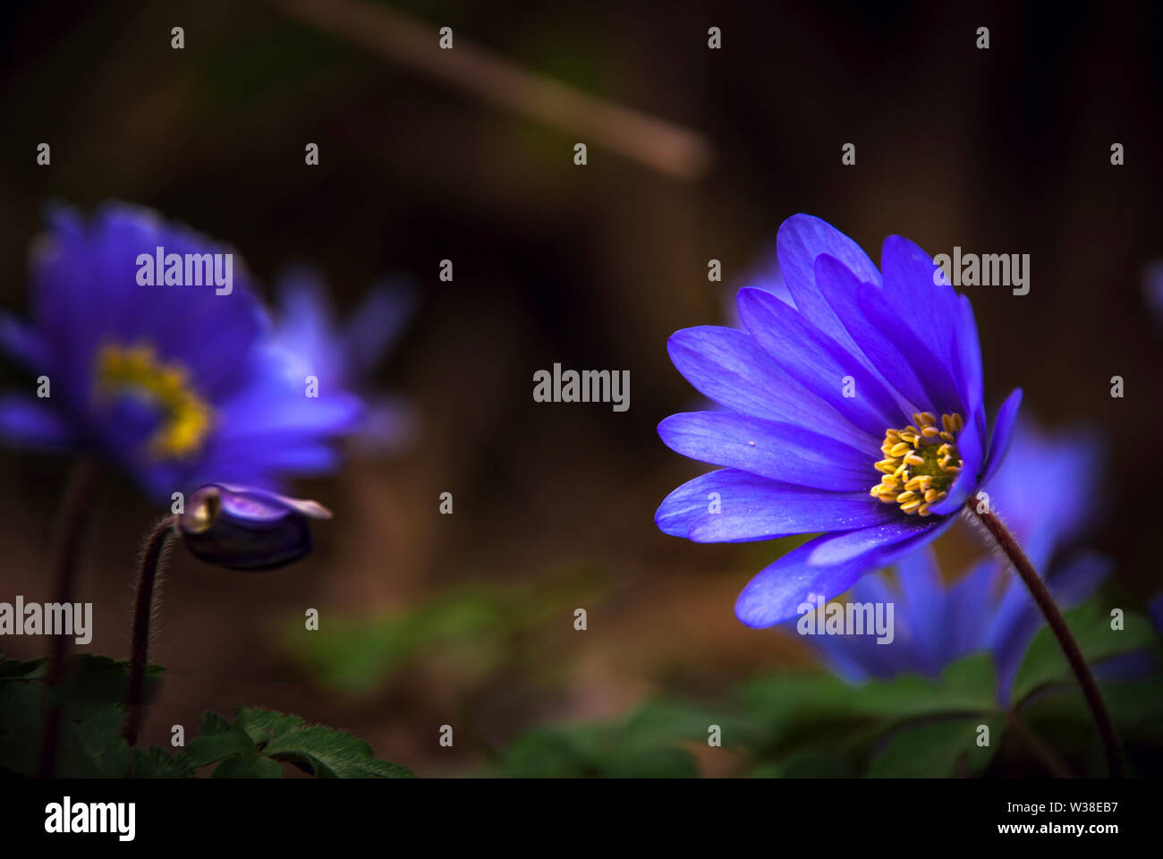 Afternoon flower picture hi-res stock photography and images - Alamy