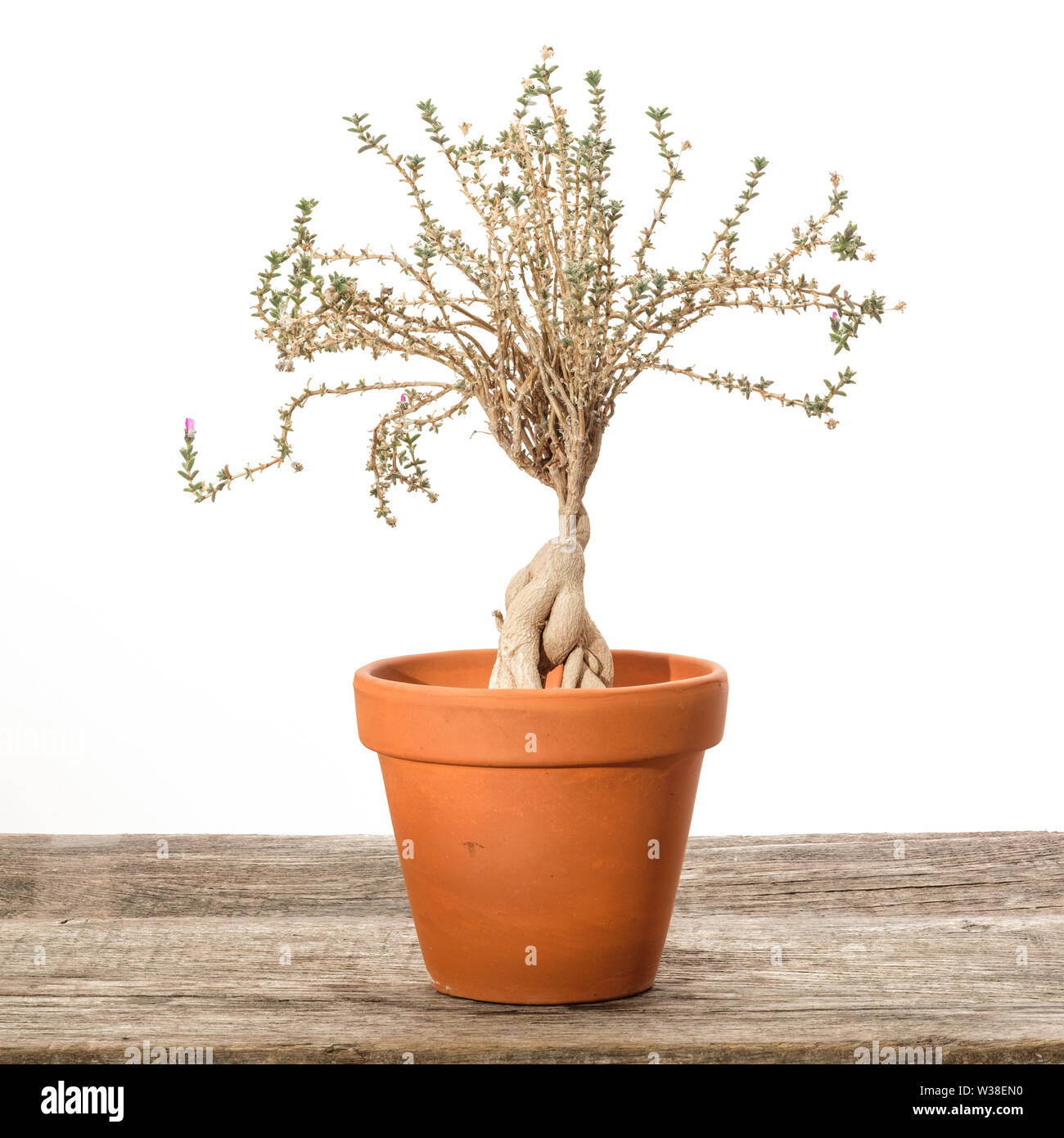 Succulent plant Trichodiadema bulbosum on rustic wood Stock Photo - Alamy