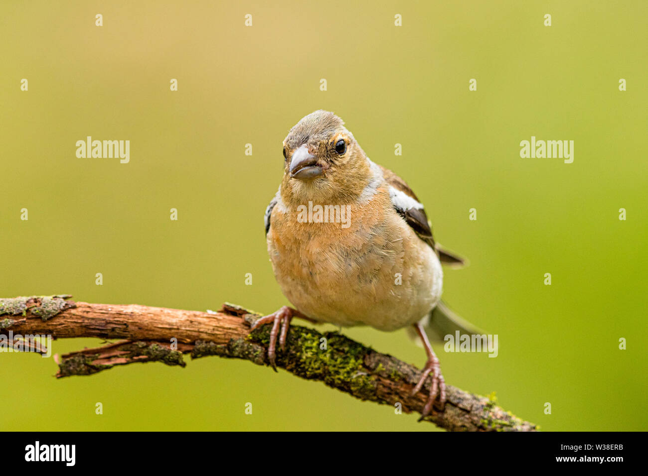 Female Chaffinch foraging in the mid Wales summer sunshine Stock Photo ...