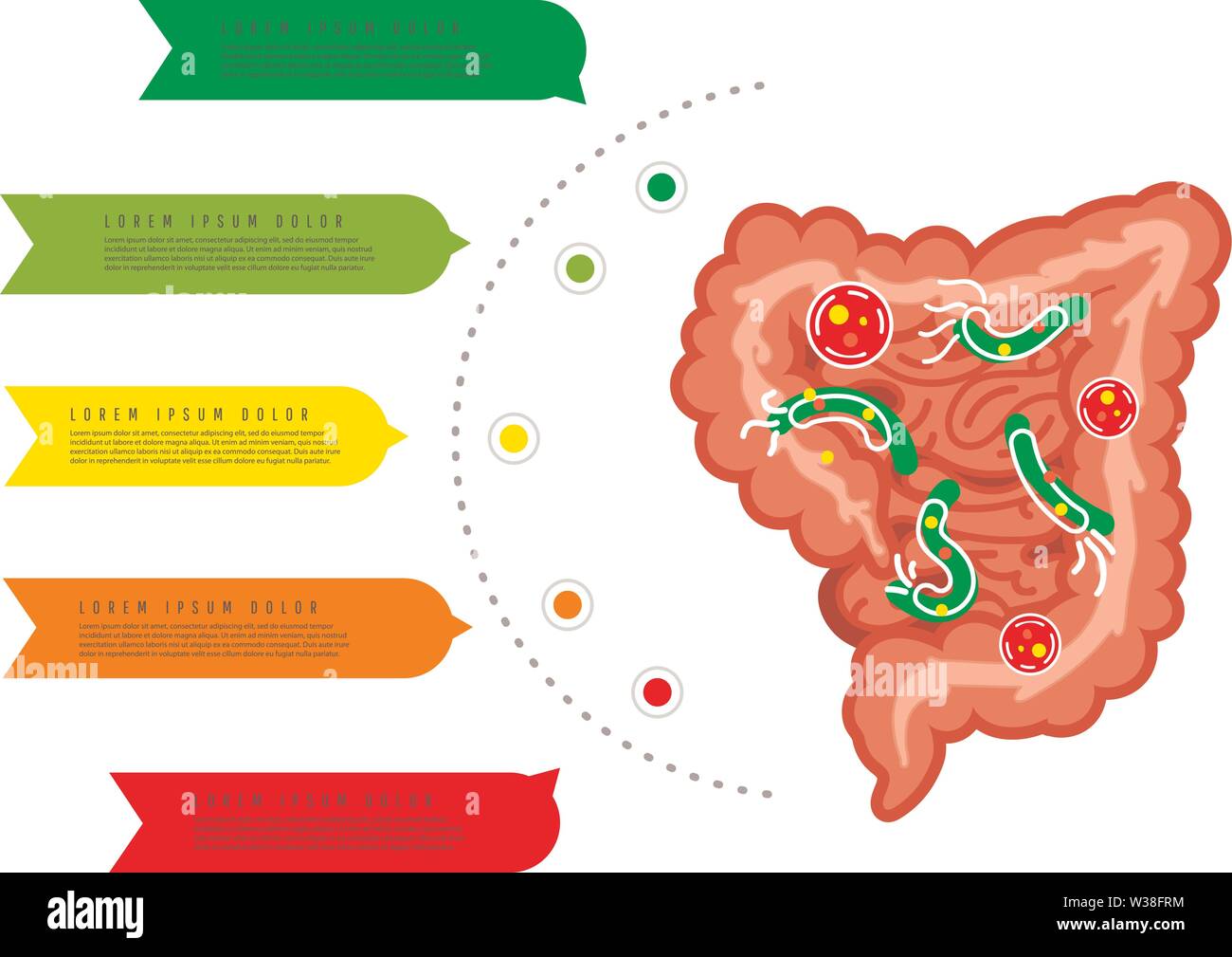 Medicine, biology concept. Large intestine. Gastrointestinal tract ...