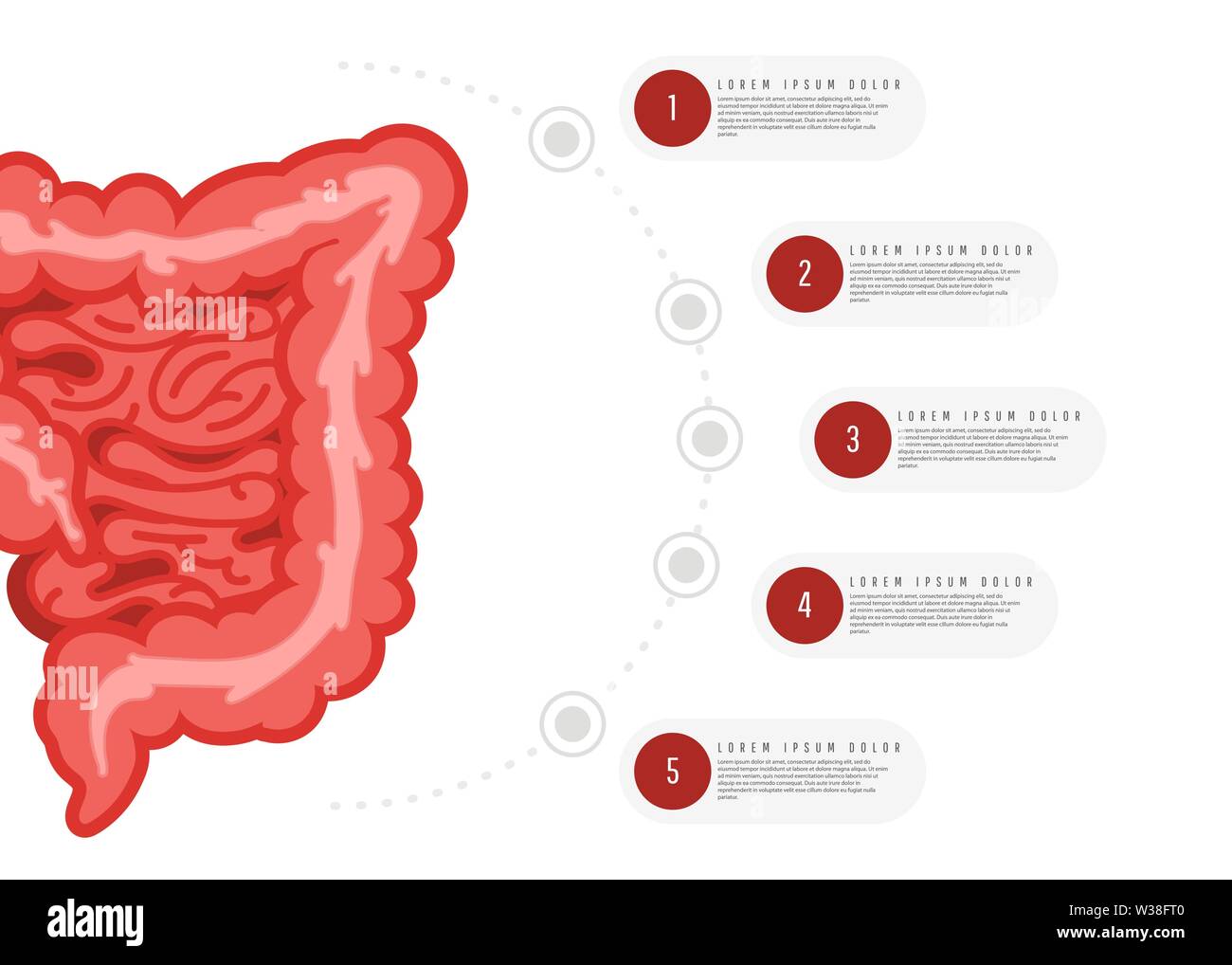 Medicine, biology concept infographics. Colon. Gastrointestinal tract ...