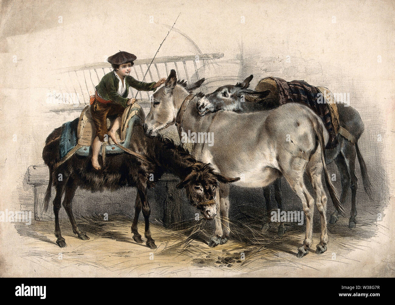 Handsome donkeys hi-res stock photography and images - Alamy